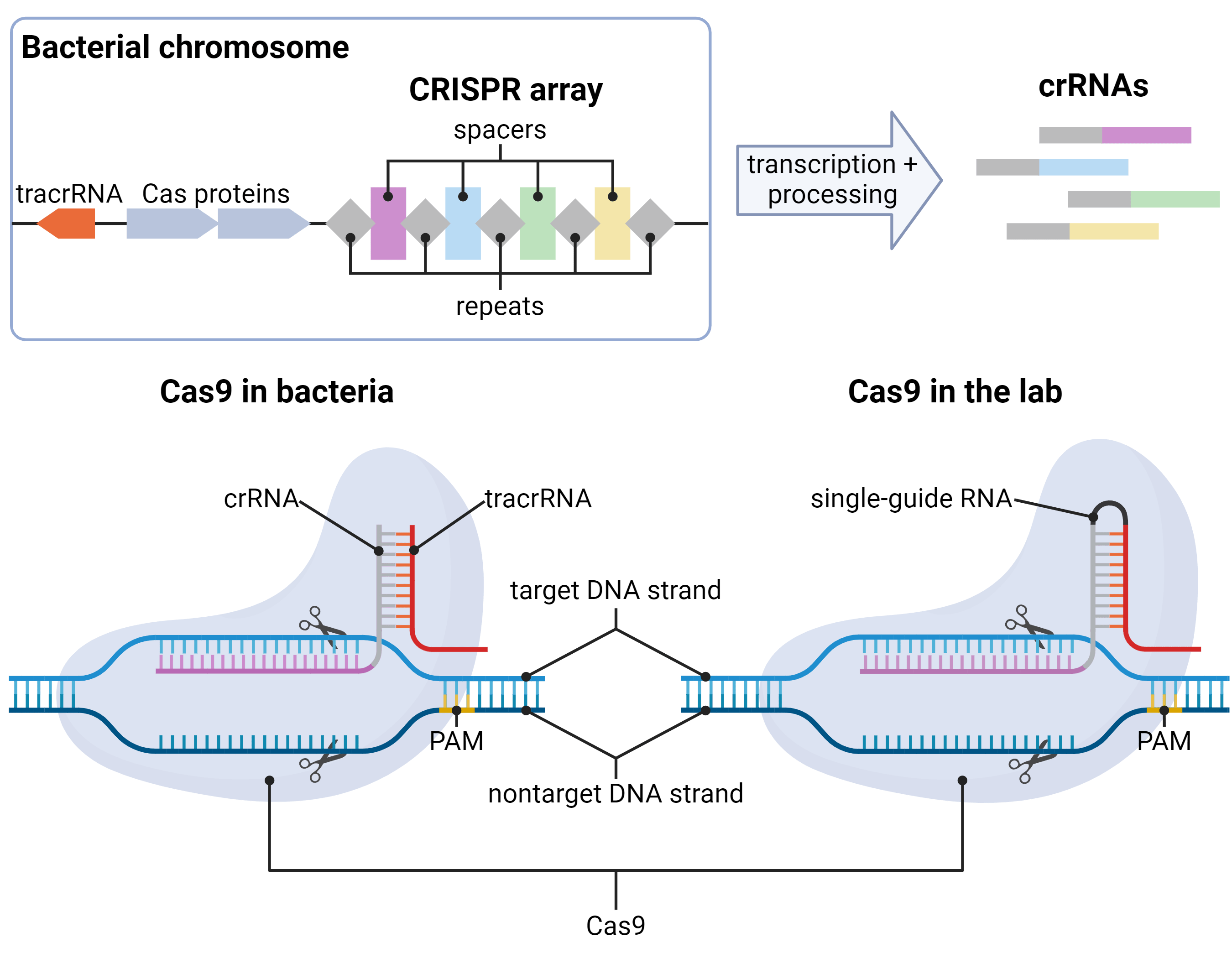 Build Your CRISPR Vocabulary